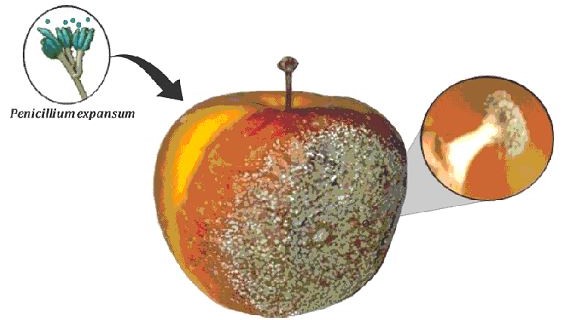 Wuyiencina reduce la producción de patulina