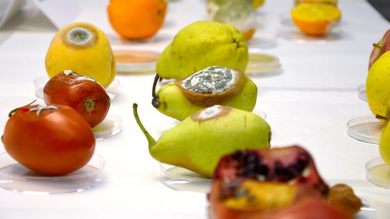 Inscripciones abiertas VII Curso Postcosecha del IRTA