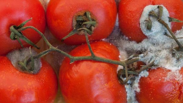 La luz azul induce resistencia a Botrytis en tomate