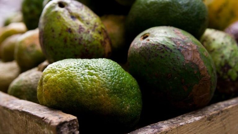 Comprendiendo el trastorno de la mancha negra en aguacate “Hass”