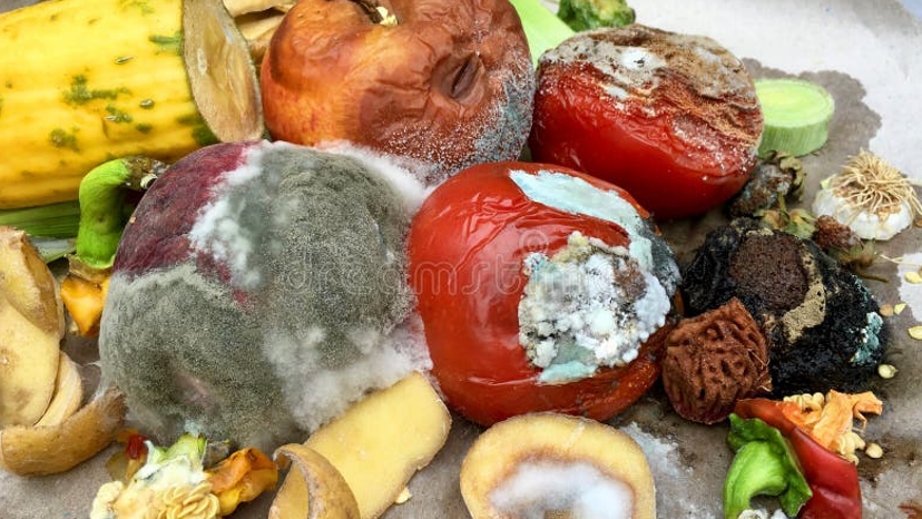 Potencial de hongos endofíticos en el control de agentes causales de la ...