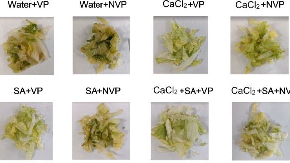 Prolongación de la vida útil de lechuga mínimamente procesada