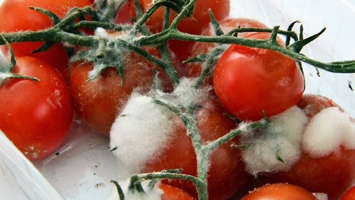 Regulación de la resistencia a Botrytis en tomate
