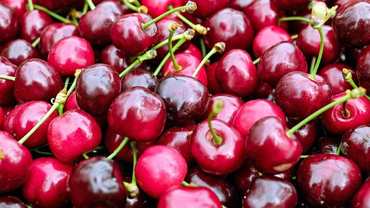 Norte Chico: una temporada temprana que puso a prueba calidad y sanidad