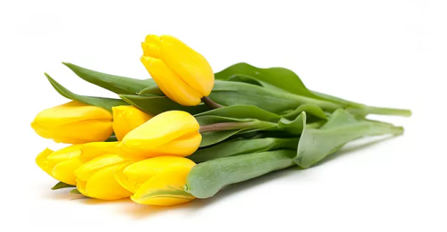 Controla la Calidad de Flores con Innolog™ e Innocheck™