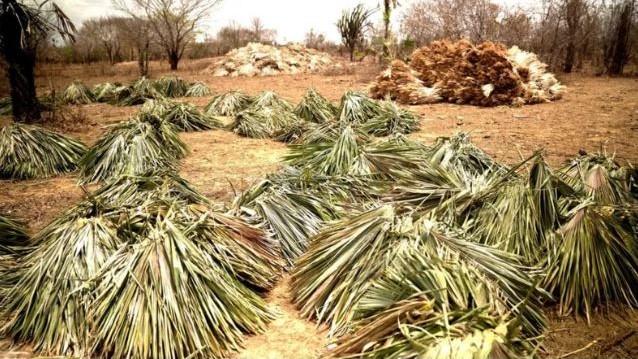 Detrás de la carnauba, una cera de origen vegetal