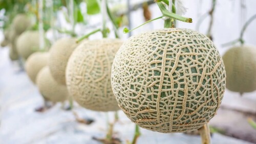 Aspectos clave en la fisiología y calidad del melón