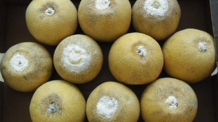 Luz pulsada para inducir resistencia a Fusarium en melón durante la ...