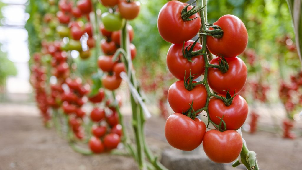 Sakata debuta en tomate rama con ‘Aguilar’, la primera variedad hecha ...