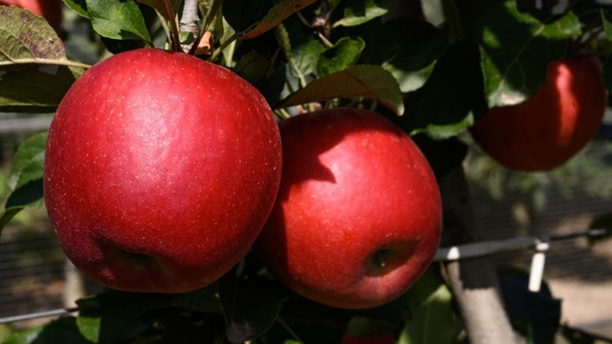 Los manzanos STELLAR™ ganan la plata en los premios a la innovación SIVAL