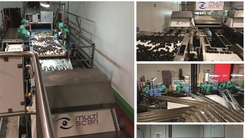 Éxito de las soluciones de Multiscan Technologies para la selección de las cerezas