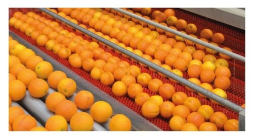 Sistema Citrocide® online, para una limpieza segura de frutas y hortalizas