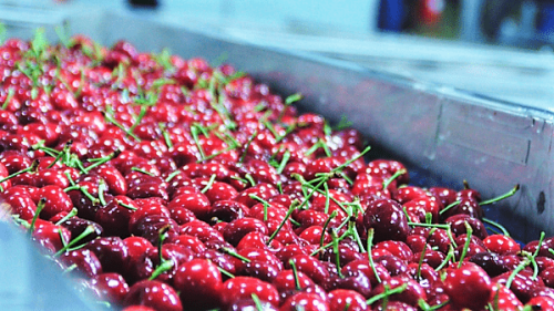 Garces Fruit - TopControl permite un manejo óptimo del almacenamiento