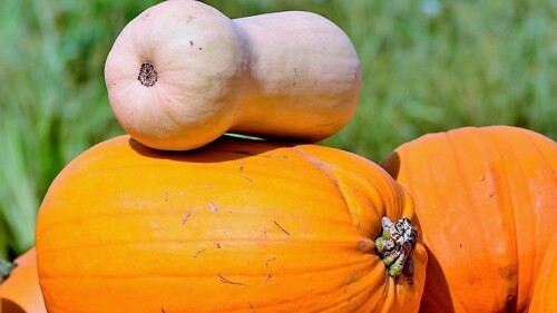 Detección temprana de cucurbitacina en variedades comerciales